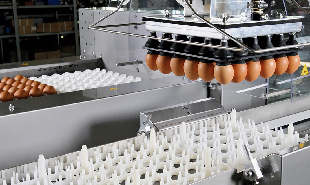 Manejo y recolección de huevos - Transporte de huevos